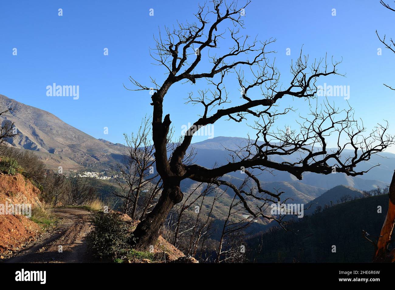 Burnt cork oak in Sierra de Lujar of Granada Stock Photo - Alamy