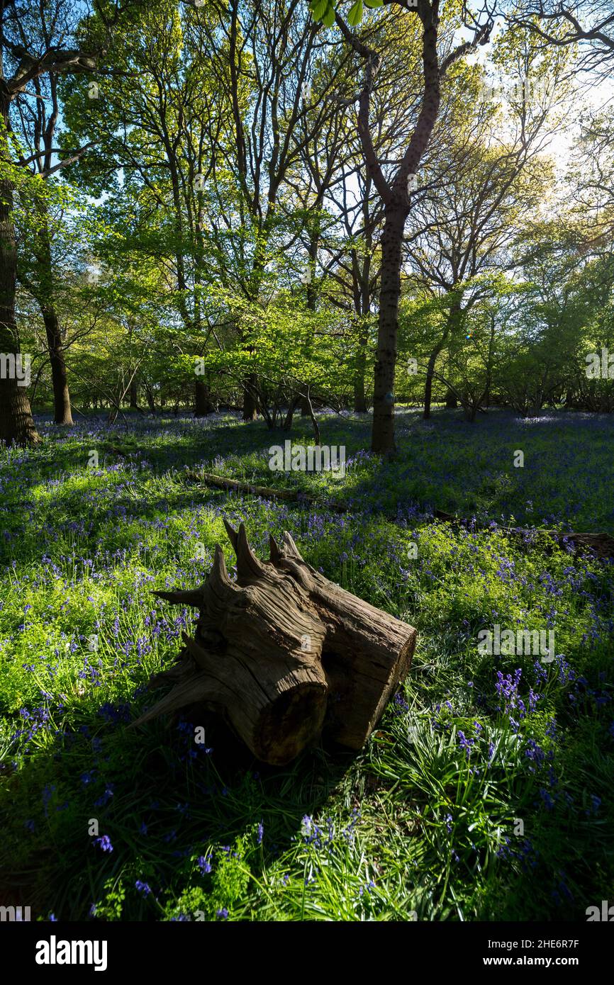 A traditional blue bell wood located in a wild forest deep in the ...