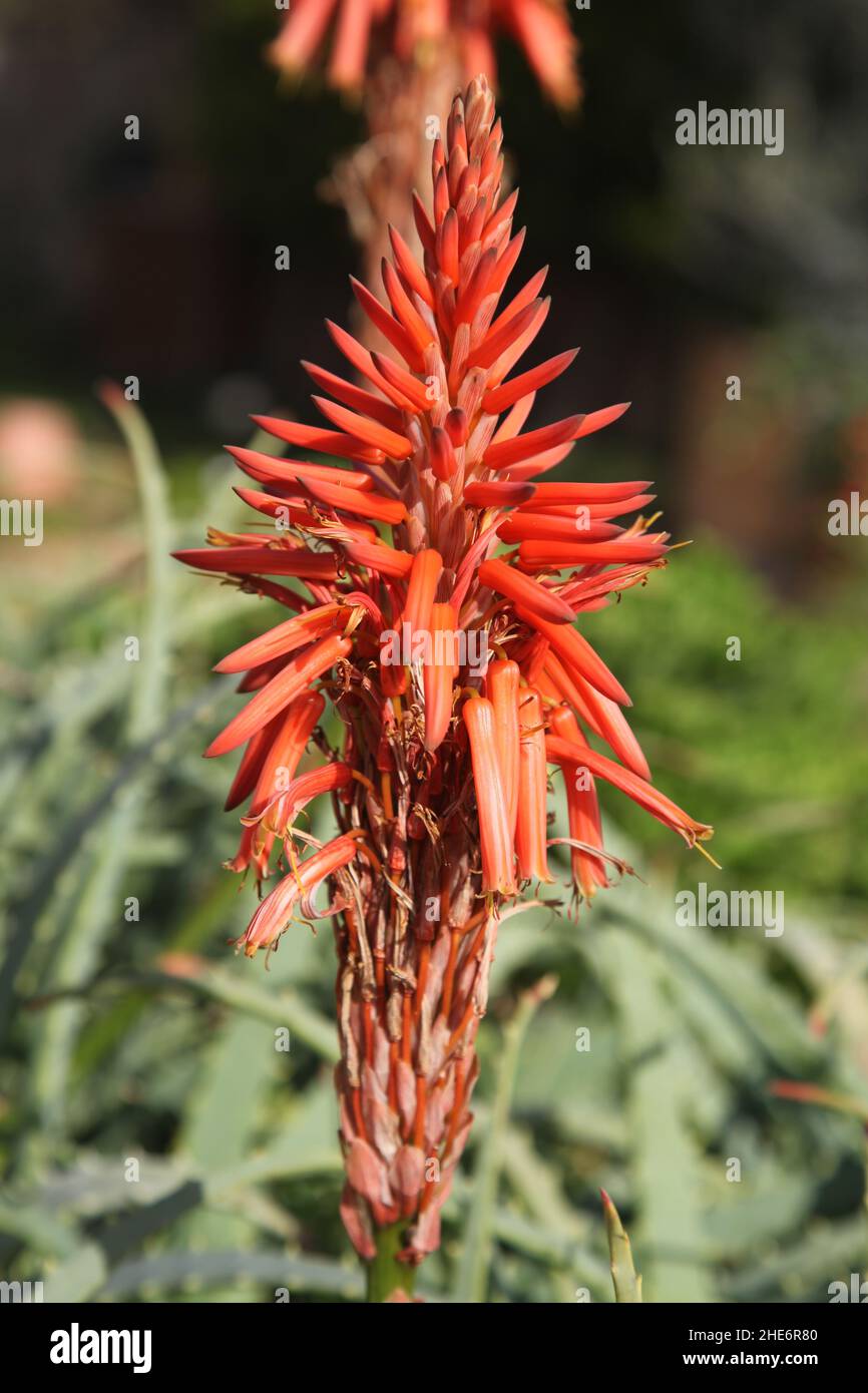 One aloe vera cactus flower. Selective focus photo of aloe vera. Close ...