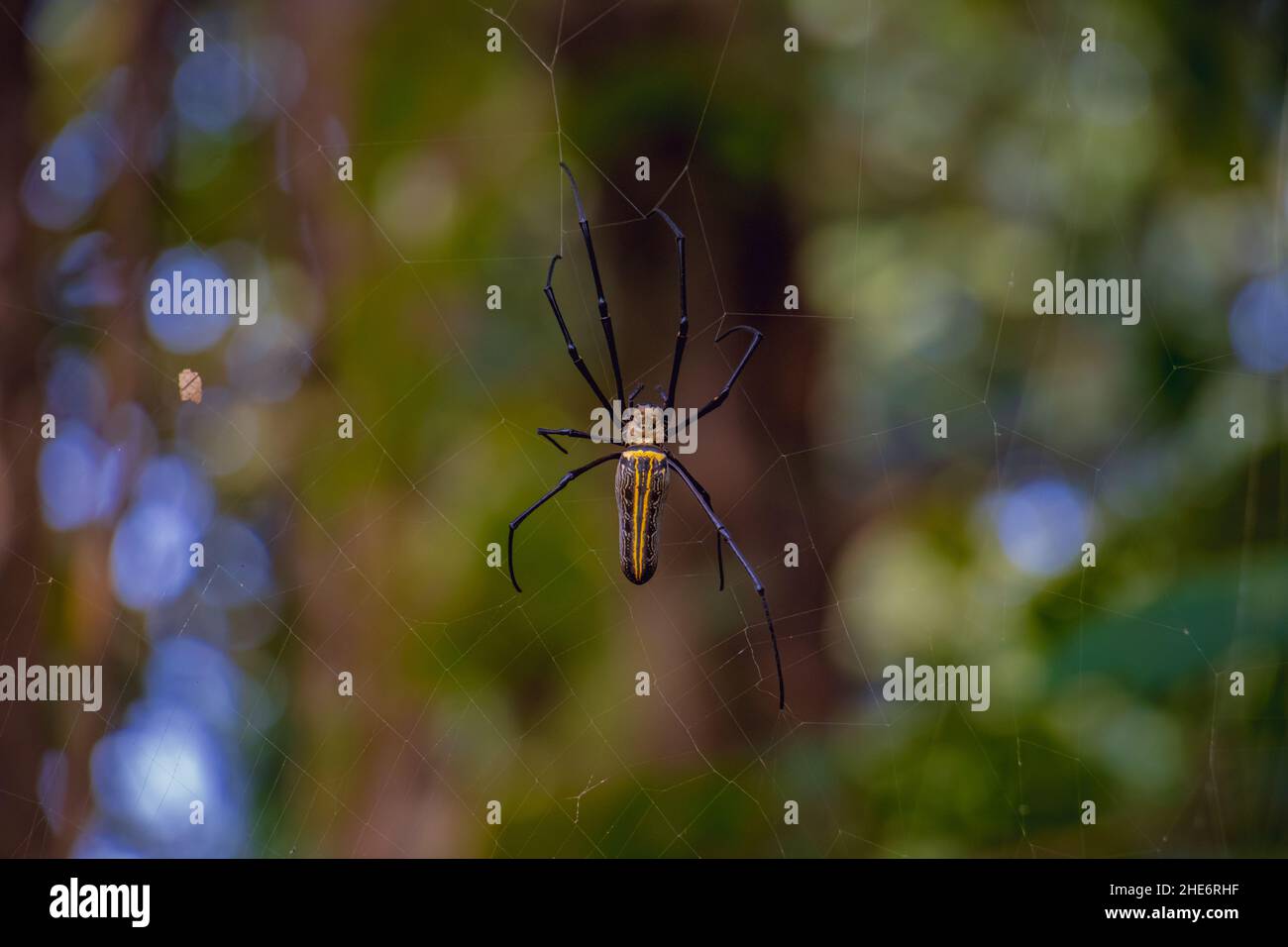 A giant Golden Orb Web spider (Nephila pilipes) claiming up to his net ...