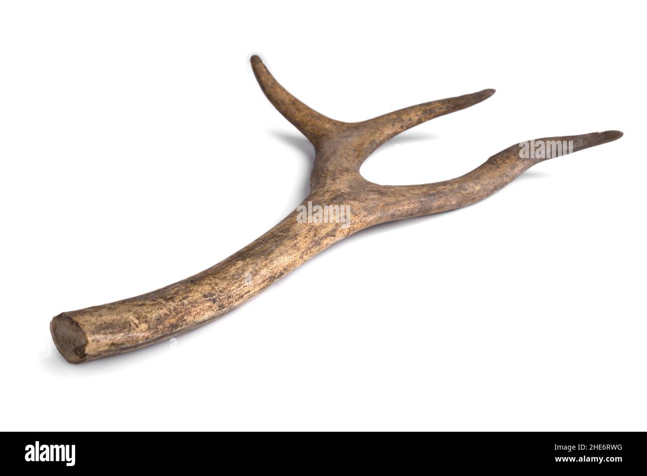 One part of Deer horn. Antler on a white background Stock Photo - Alamy
