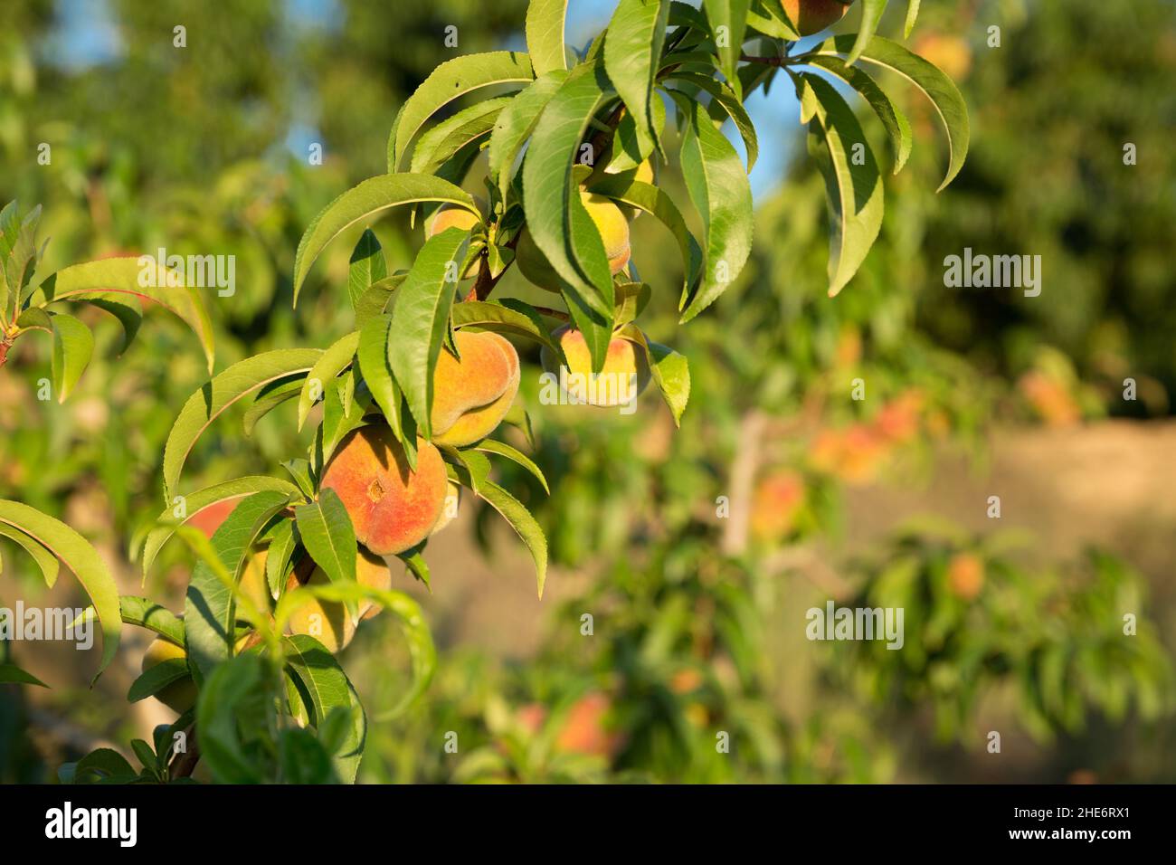 Image of peach fields Stock Photo - Alamy