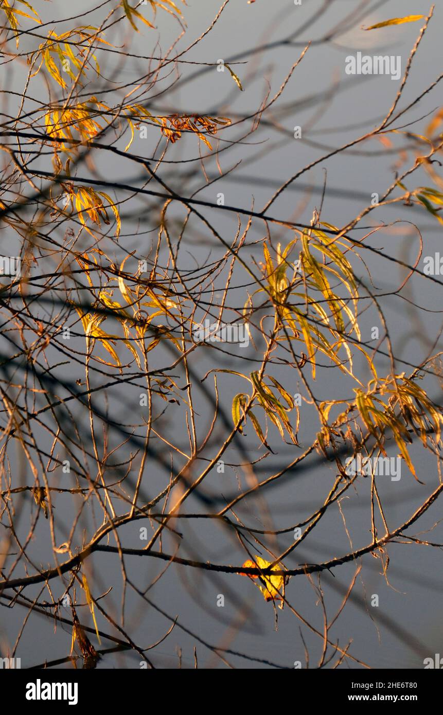 residual autumn leaves on riverside willow tree river waveney beccles ...