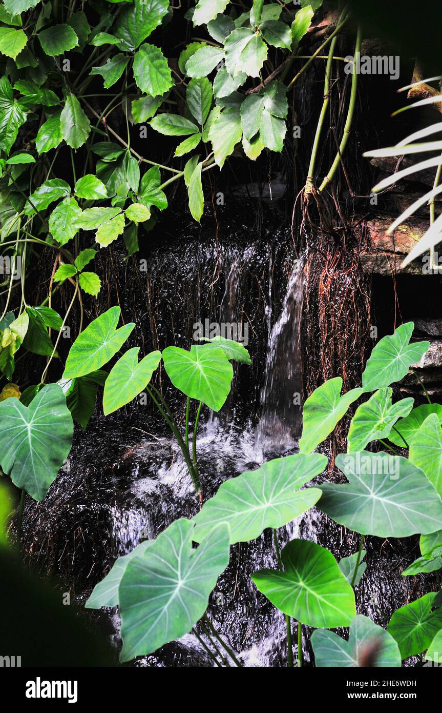 Fresh green tropical plants with a stream of water flowing on the rocks ...