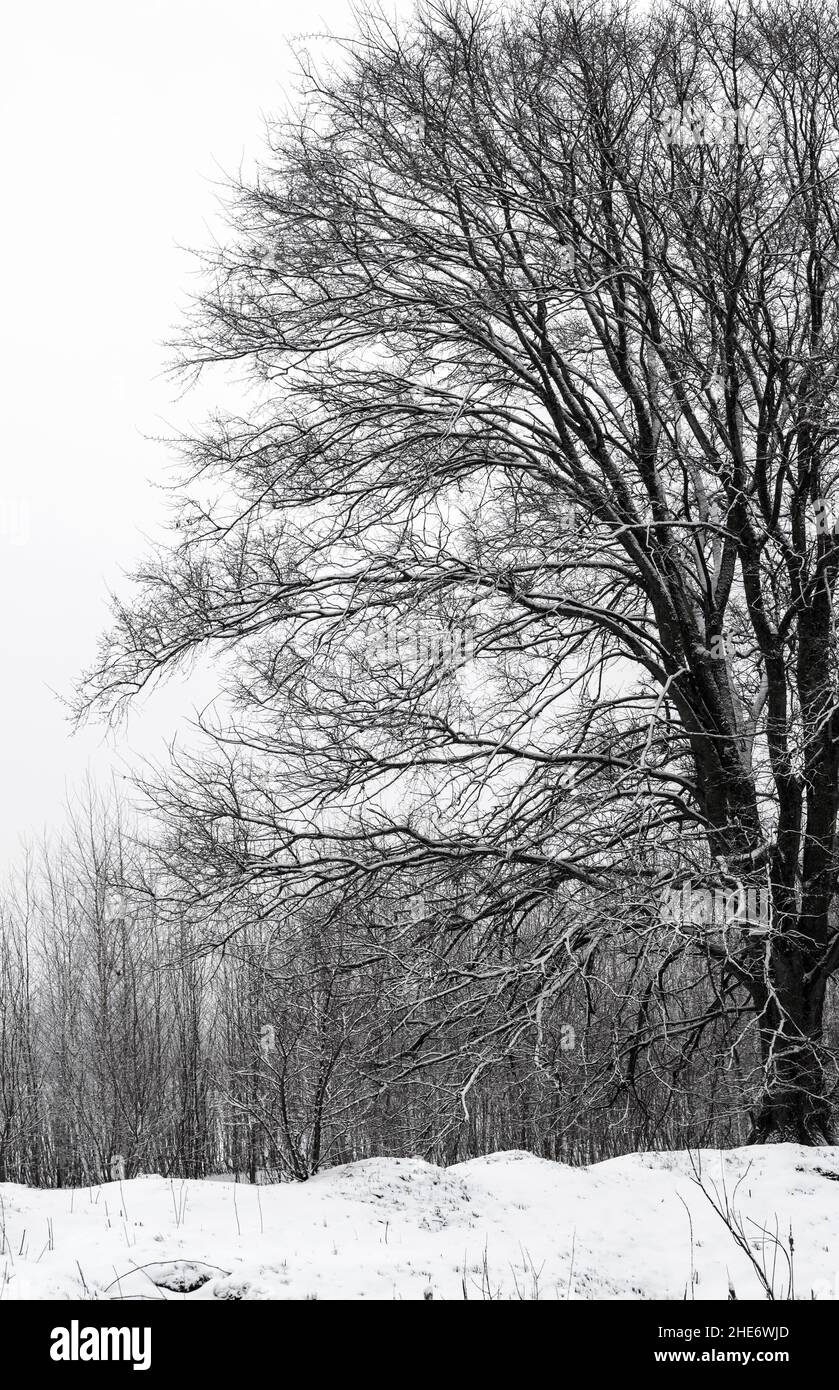 Black and white photo of a tree with a wide crown Stock Photo - Alamy