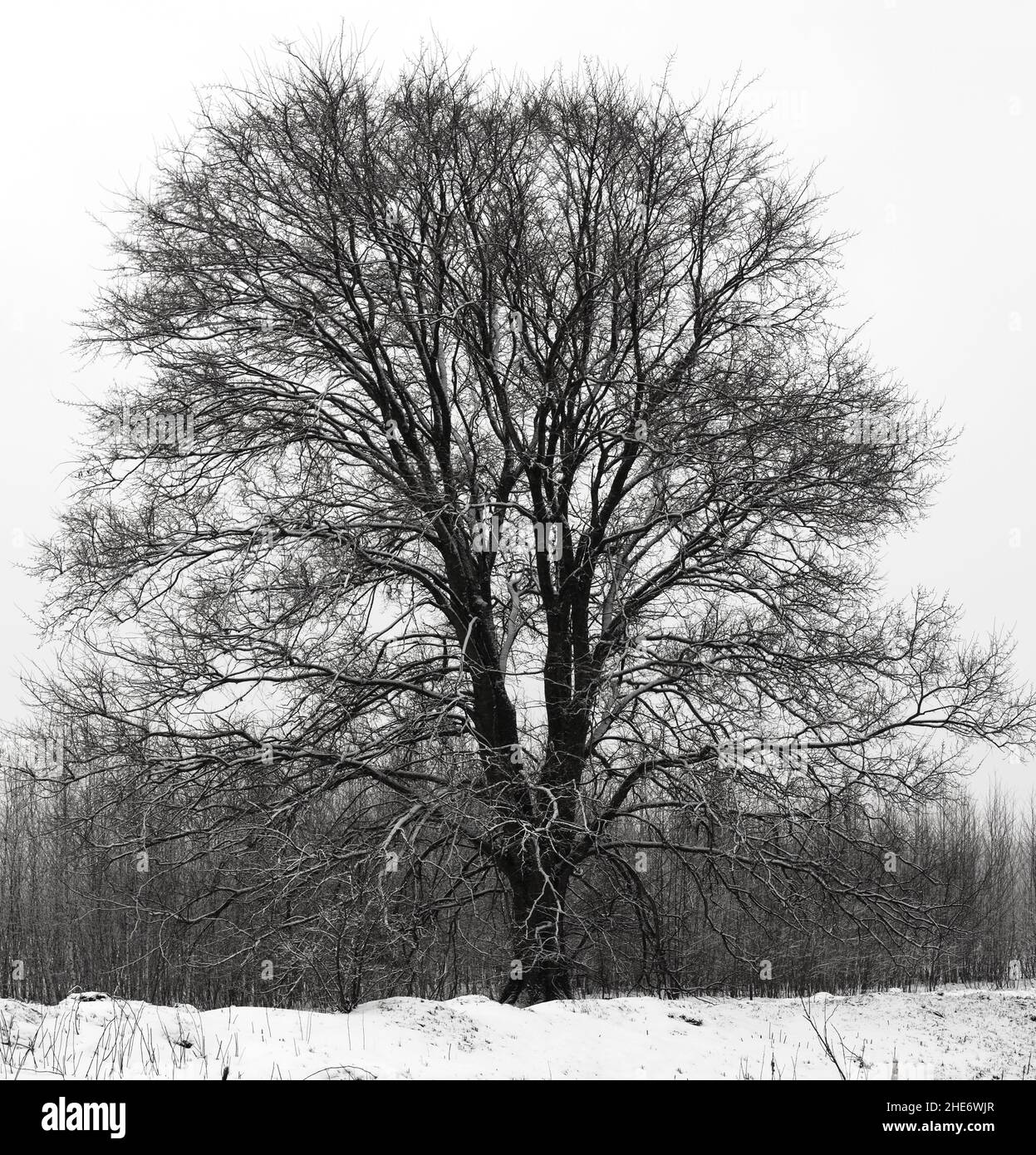 Black and white photo of a tree with a wide crown Stock Photo - Alamy