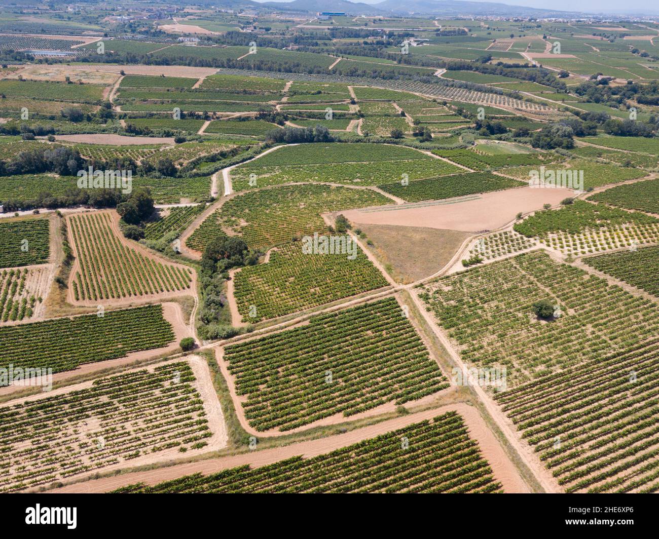 Aerial view of vineyard plantations Stock Photo - Alamy