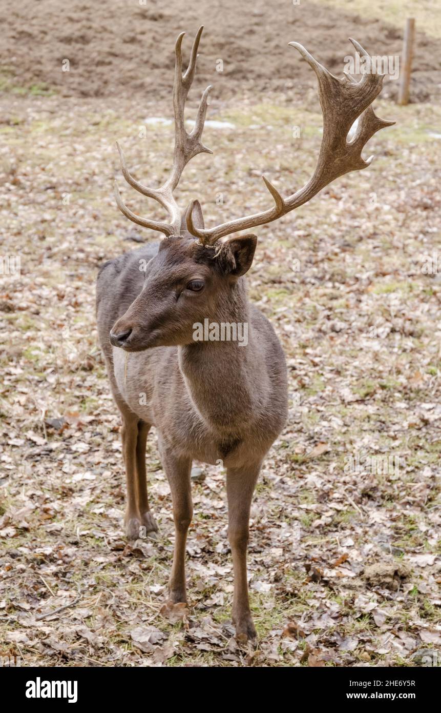 Rhineland nature reserve hi-res stock photography and images - Alamy