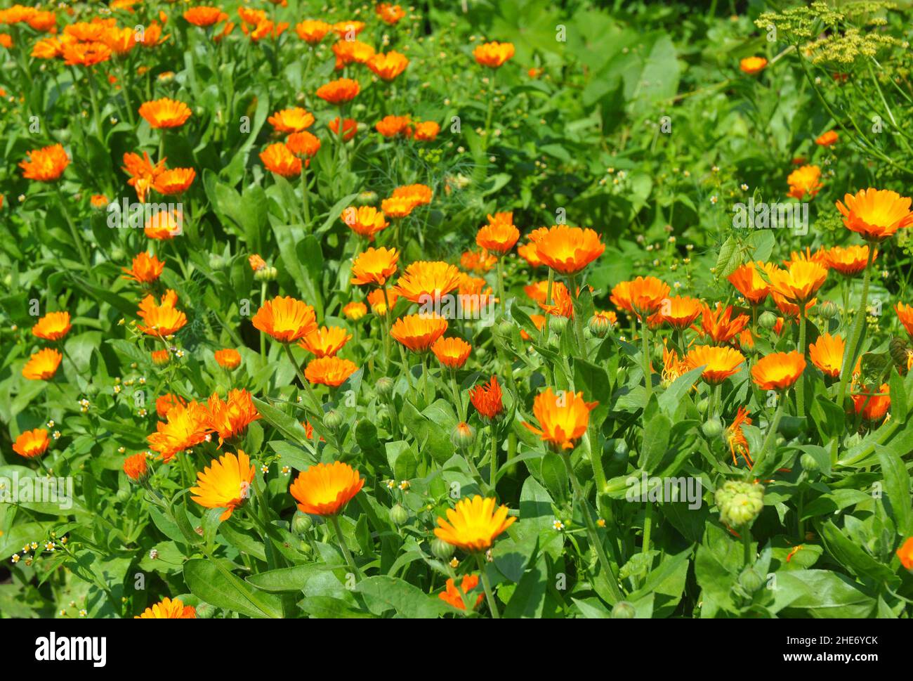 Summer background with growing flowers calendula. Calendula officinalis ...