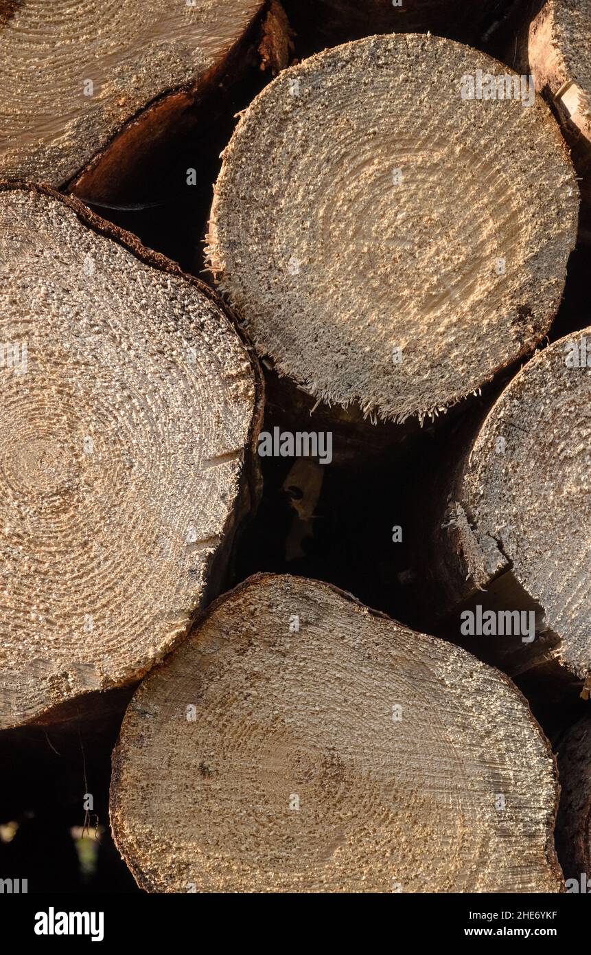 Cross section front view hi-res stock photography and images - Alamy