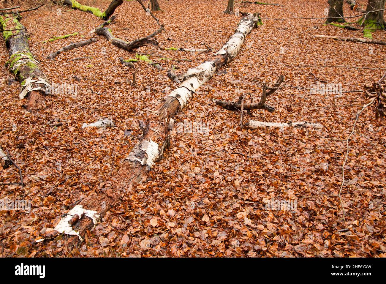 Wake Valley Epping Forest Stock Photo - Alamy