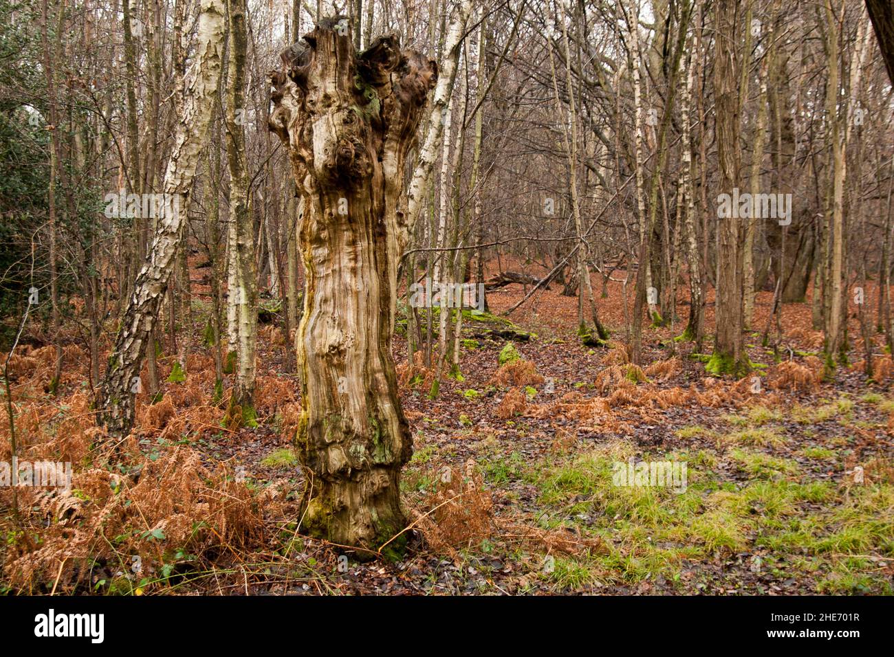 Wake Valley Epping Forest Stock Photo - Alamy