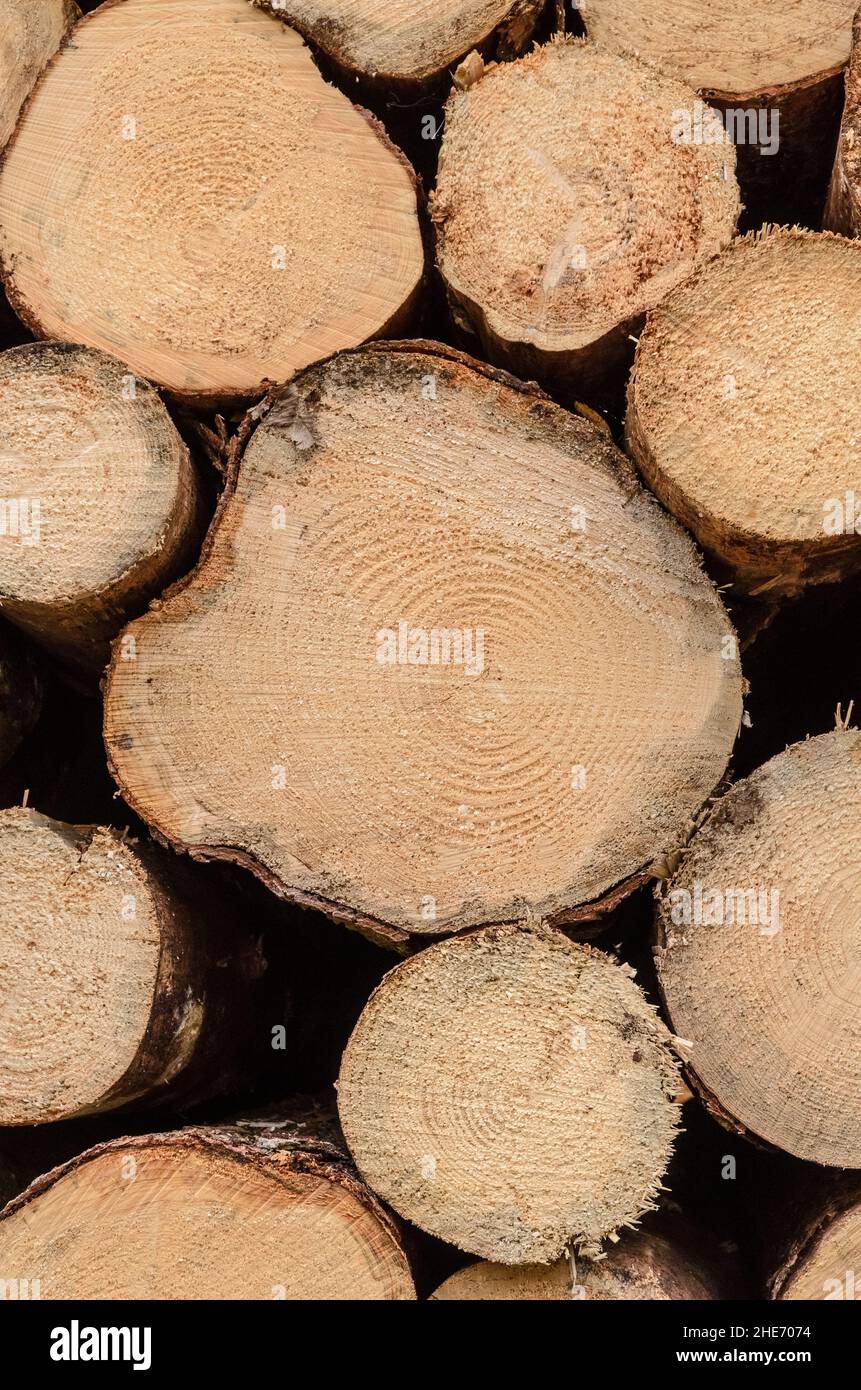 Cross section front view hi-res stock photography and images - Alamy