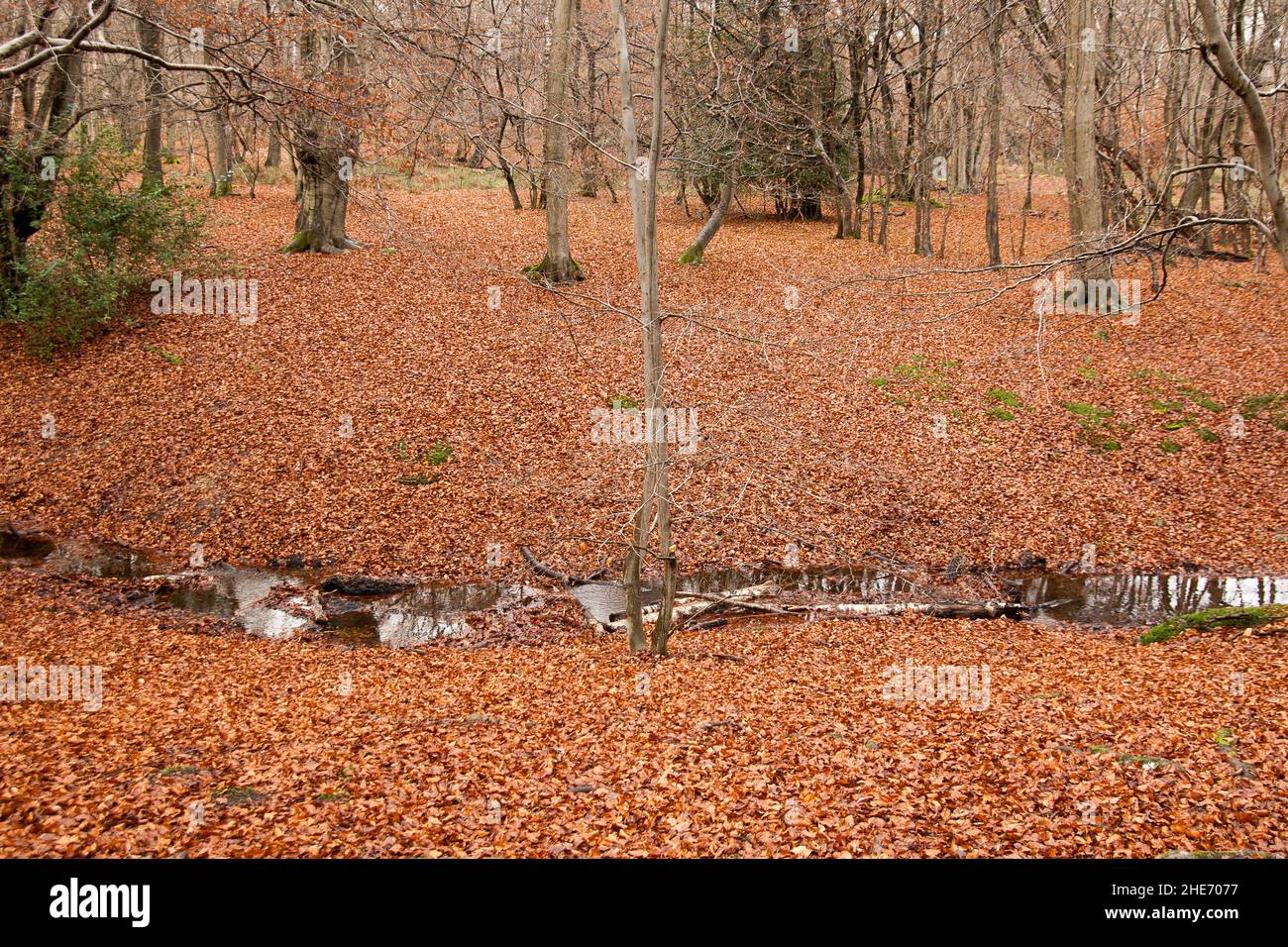 Wake Valley Epping Forest Stock Photo - Alamy
