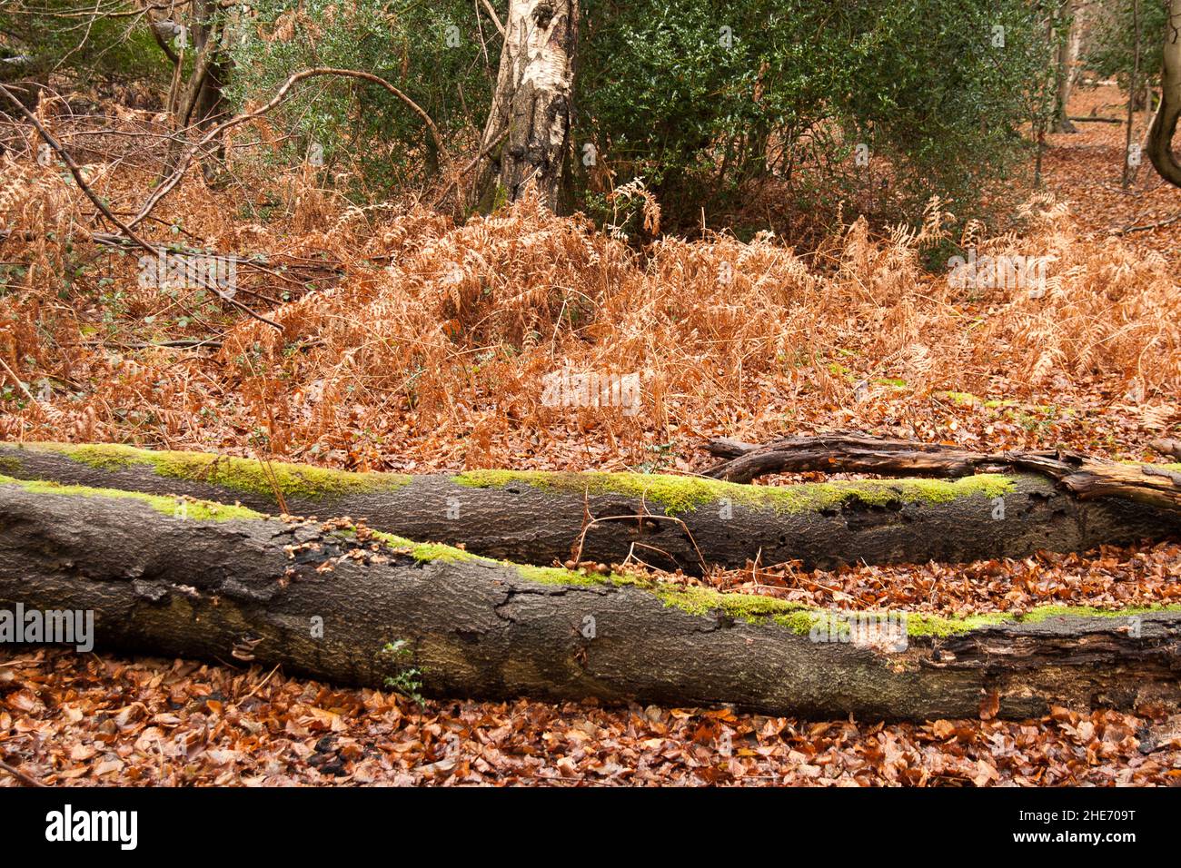 Wake Valley Epping Forest Stock Photo - Alamy