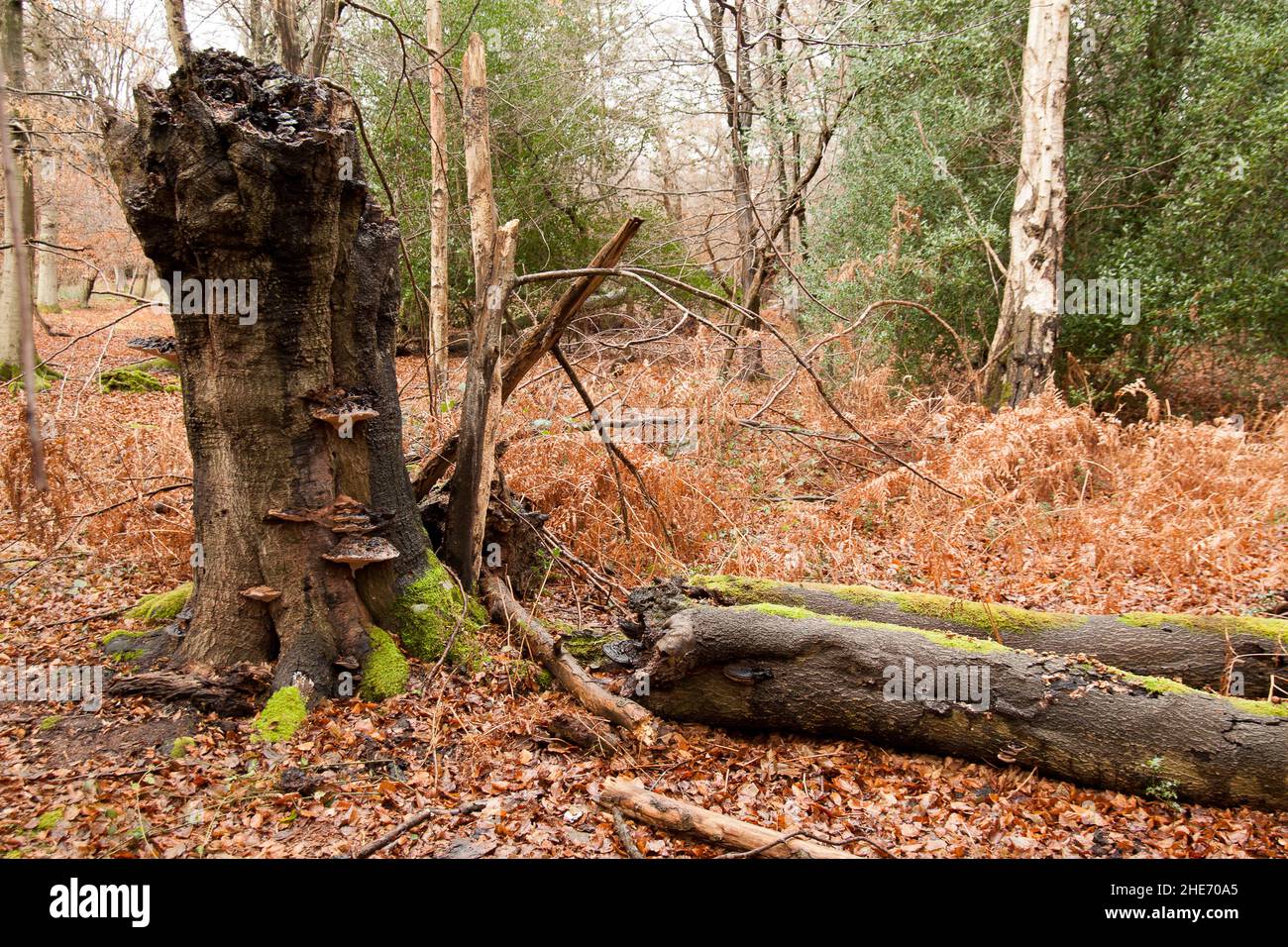 Wake Valley Epping Forest Stock Photo - Alamy