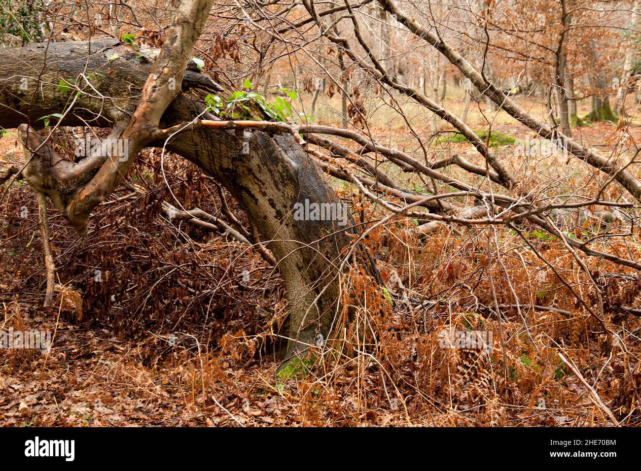 Wake Valley Epping Forest Stock Photo - Alamy