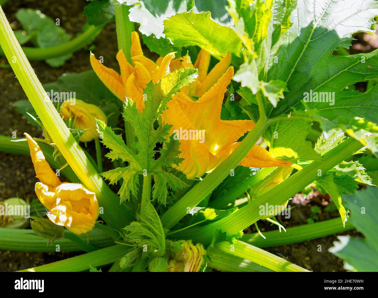 Zucchini plant. Zucchini with flower in field. Vegetable marrow our ...