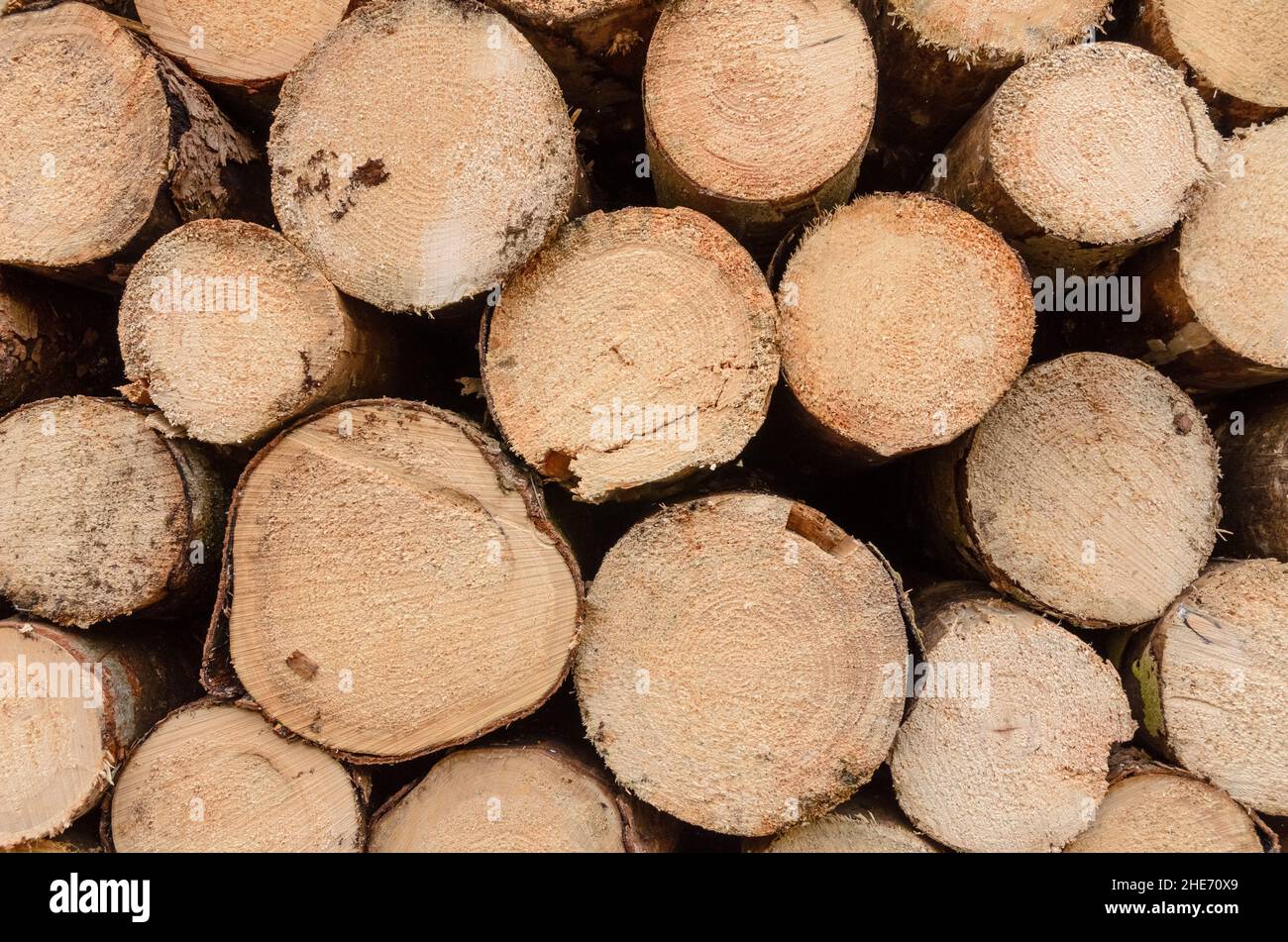 Stack of logs with visible cross-section, front view, wooden natural ...