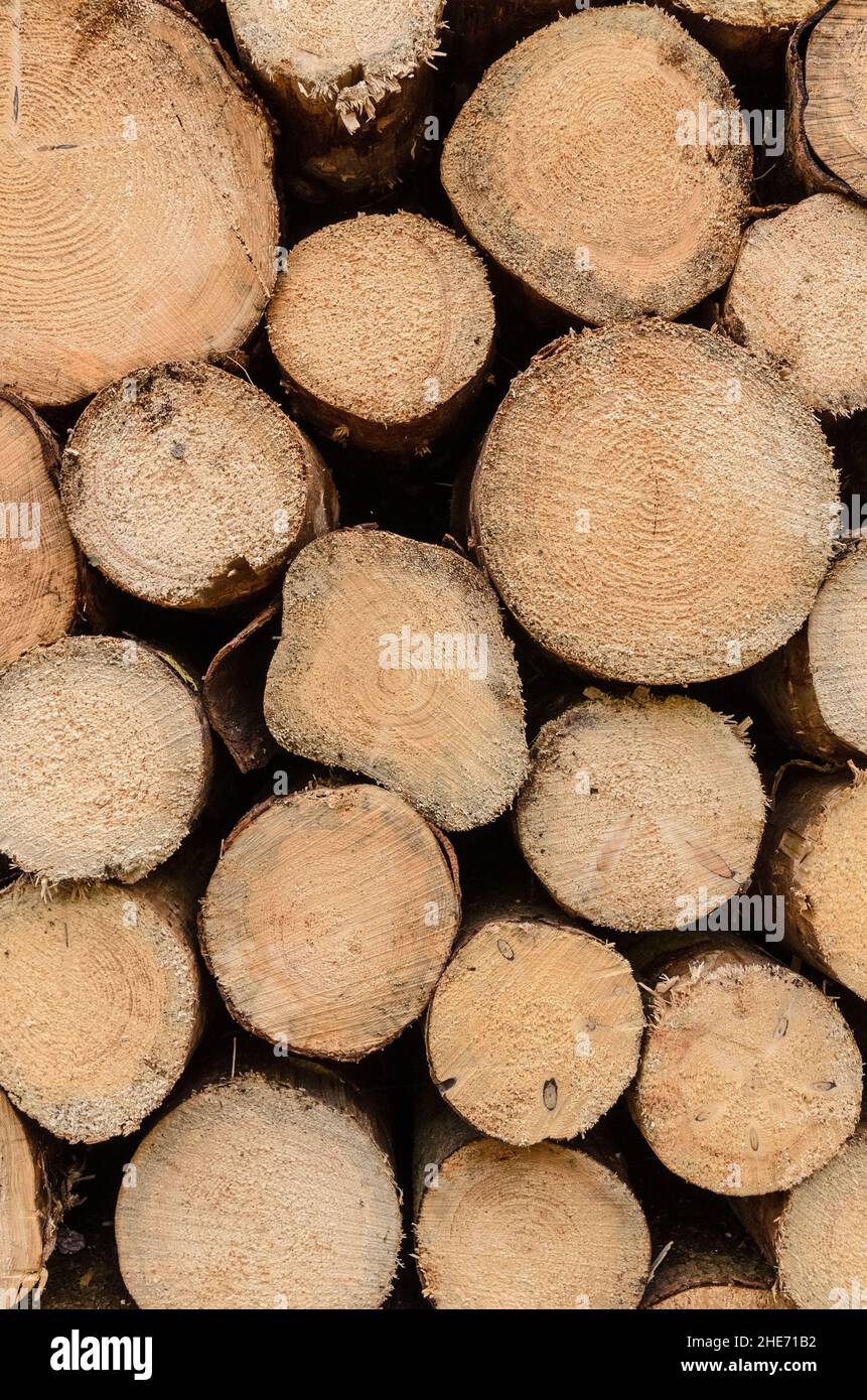 Cross section front view hi-res stock photography and images - Alamy