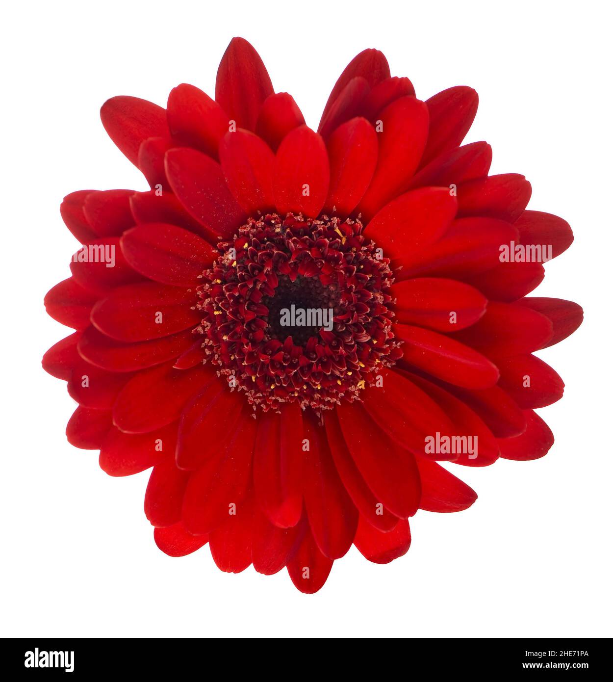 Red gerbera Isolated on white background Stock Photo - Alamy