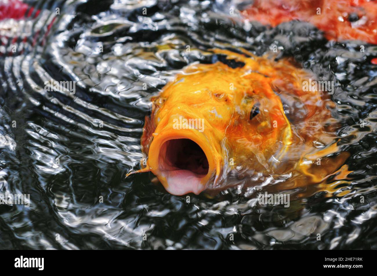 Nishikigoi fish in a koi pond Stock Photo - Alamy