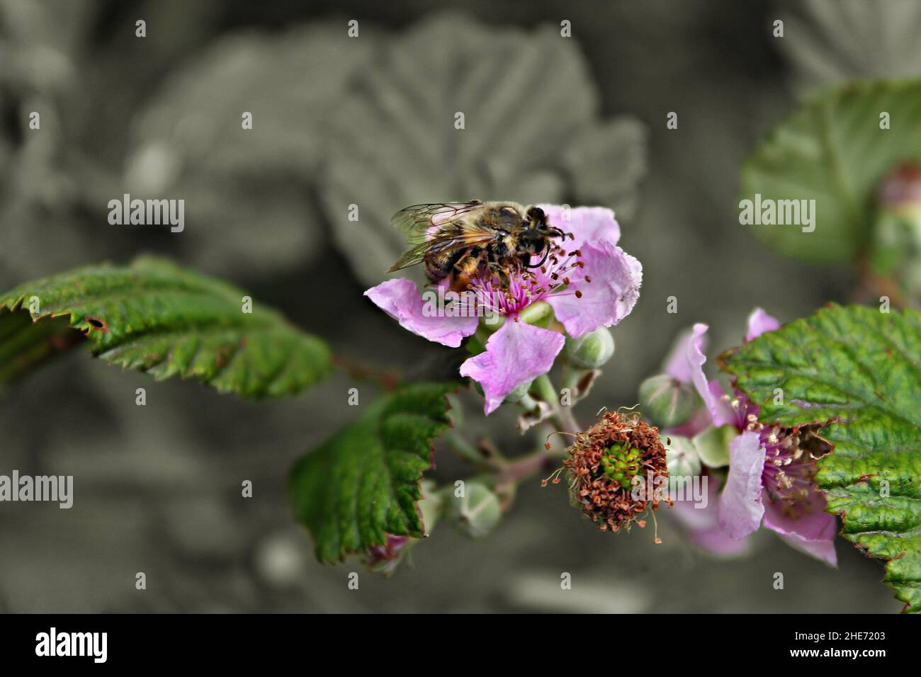 Abejas abejas abejas abejas abejas abejas hi-res stock photography and ...