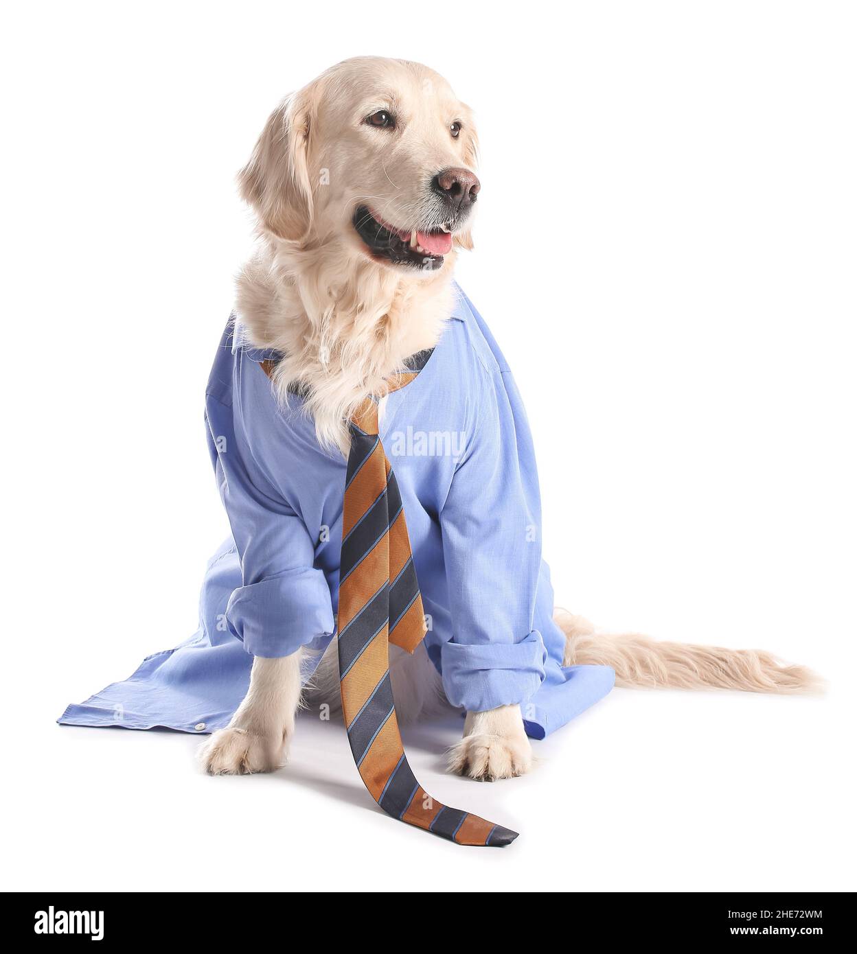 Business dog on white background Stock Photo - Alamy