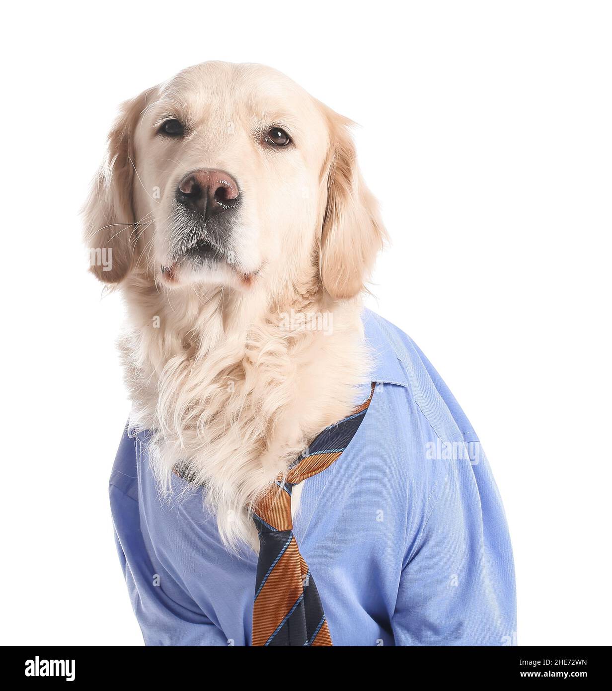 Business dog on white background Stock Photo - Alamy