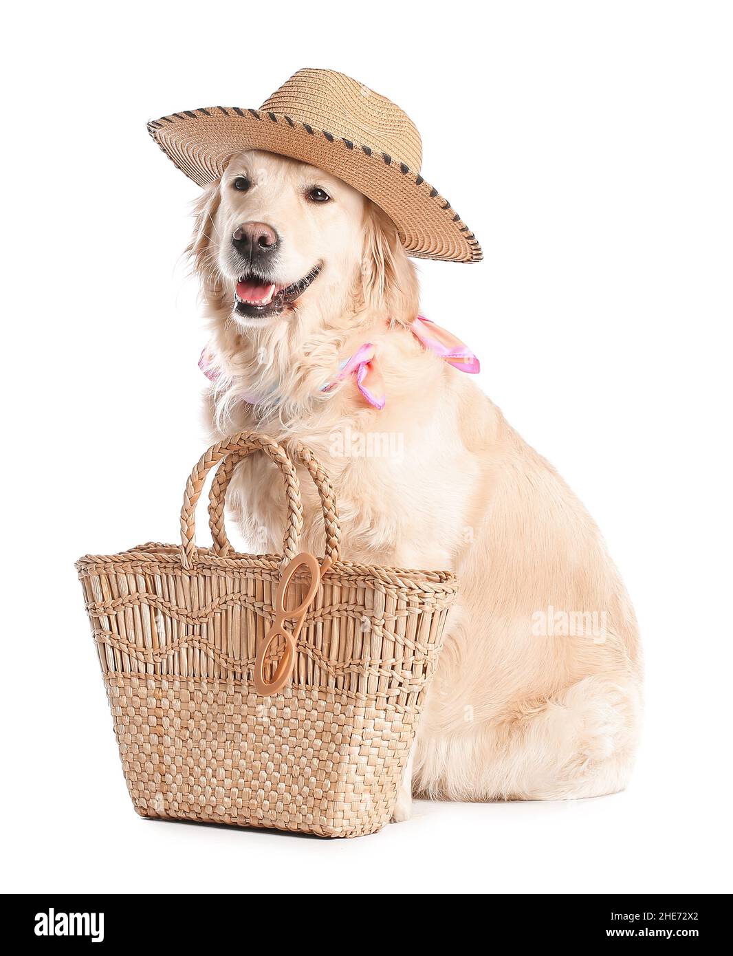 Lady dog portrait Cut Out Stock Images & Pictures - Alamy