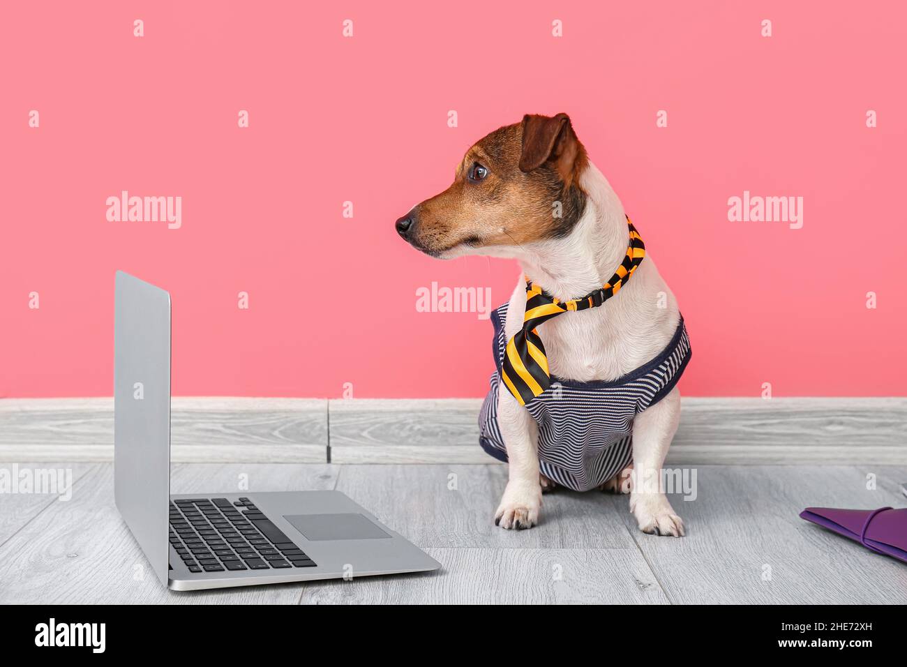 Business dog with laptop near color wall Stock Photo - Alamy