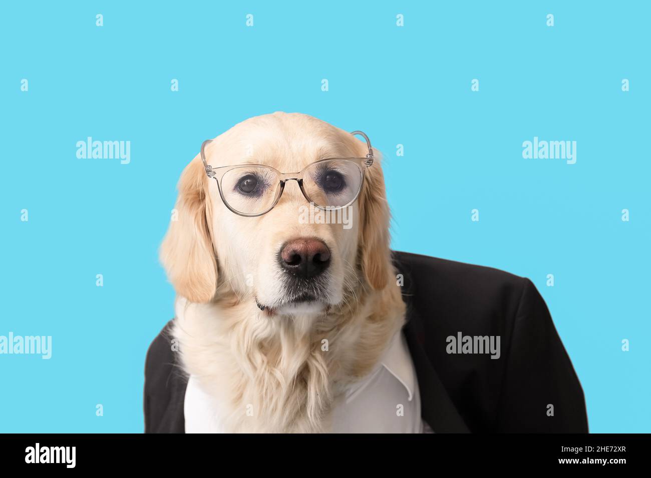 Business dog on color hi-res stock photography and images - Alamy