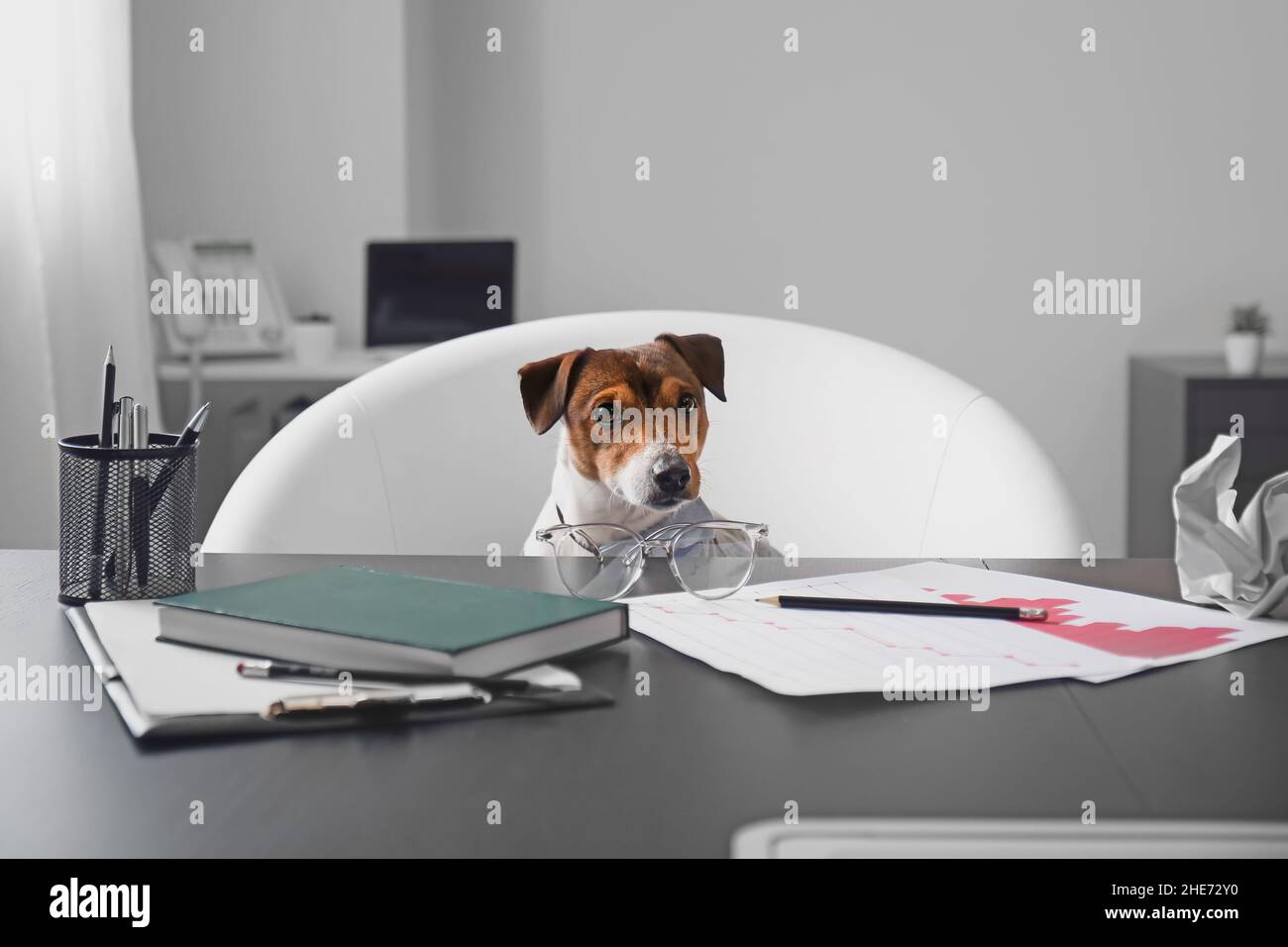 Cute business dog working in office Stock Photo - Alamy
