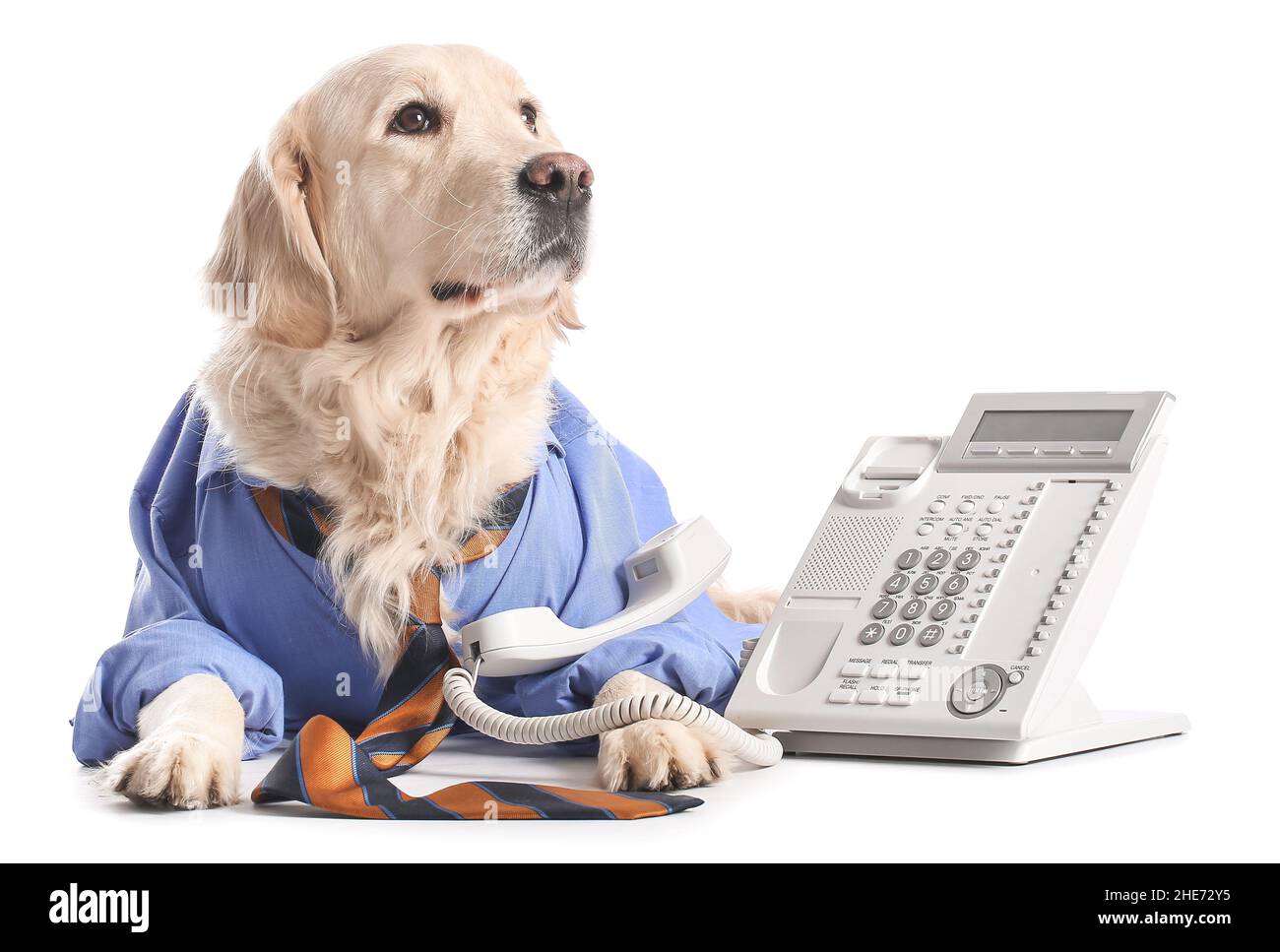 Business dog with telephone on white background Stock Photo - Alamy