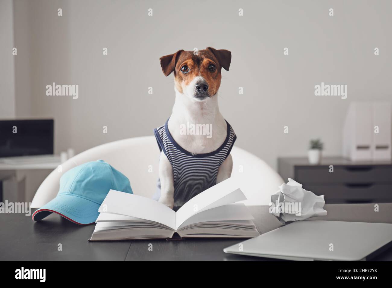 Business dog laptop documents hi-res stock photography and images - Alamy