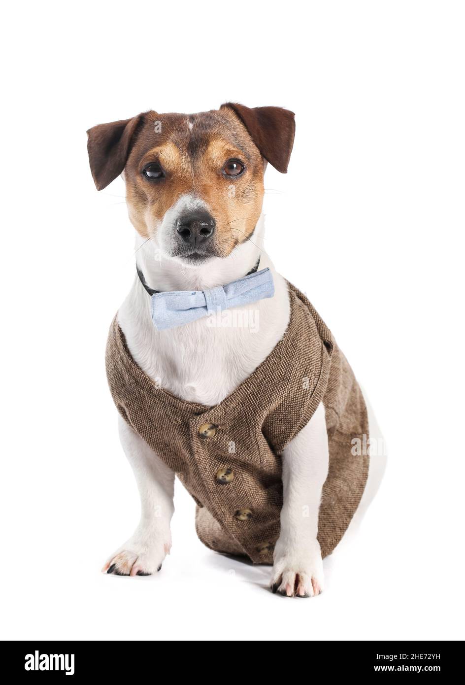 Business dog on white background Stock Photo - Alamy
