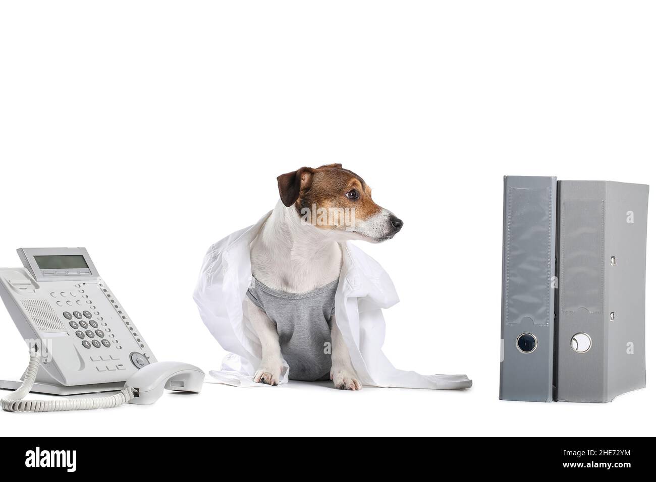 Business dog with telephone and documents on white background Stock ...