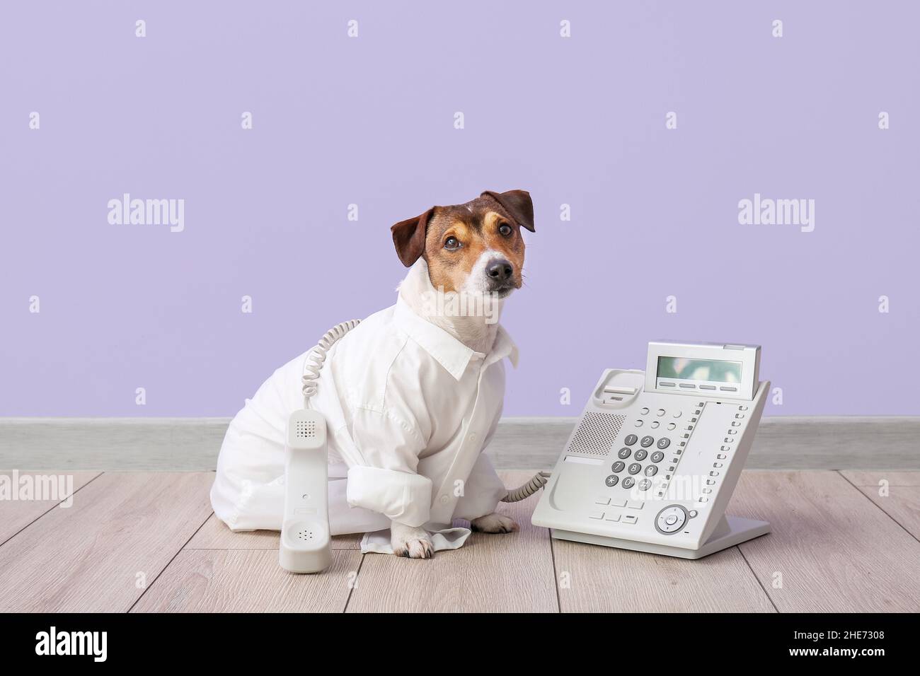 Business dog with telephone near color wall Stock Photo - Alamy