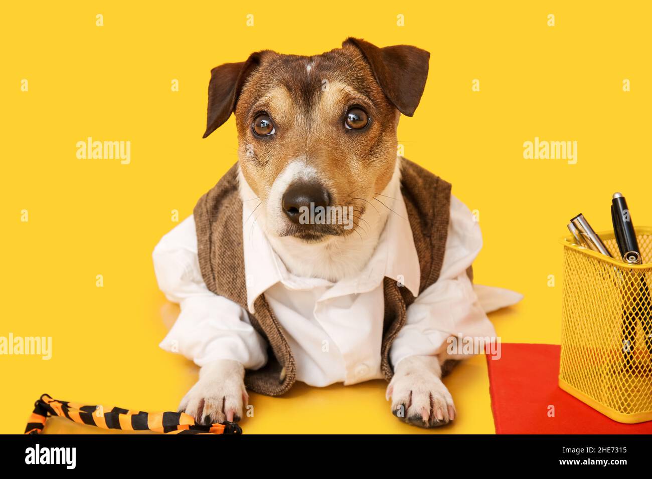 Business dog on color hi-res stock photography and images - Alamy