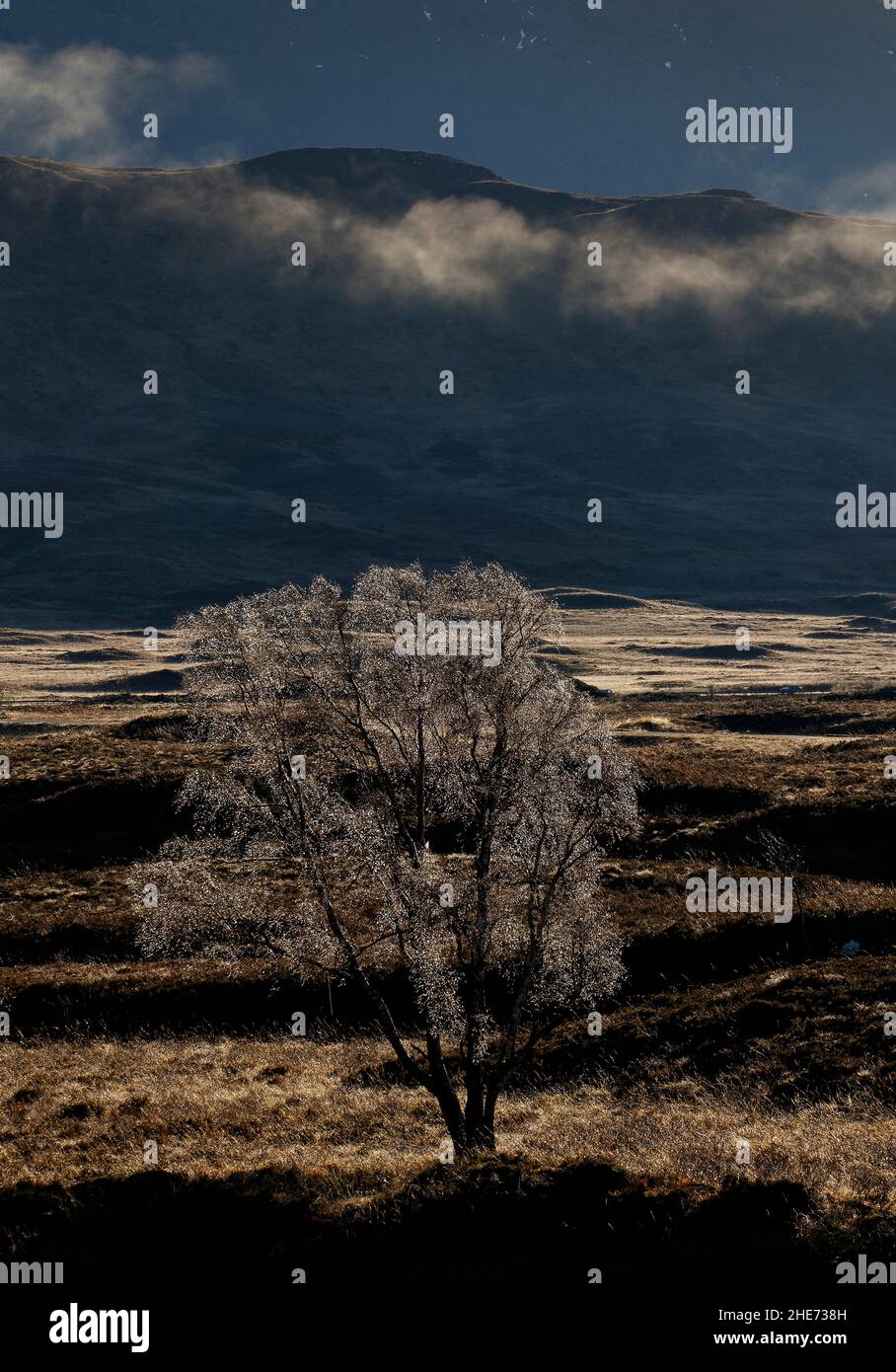 Frosted tree hi-res stock photography and images - Alamy
