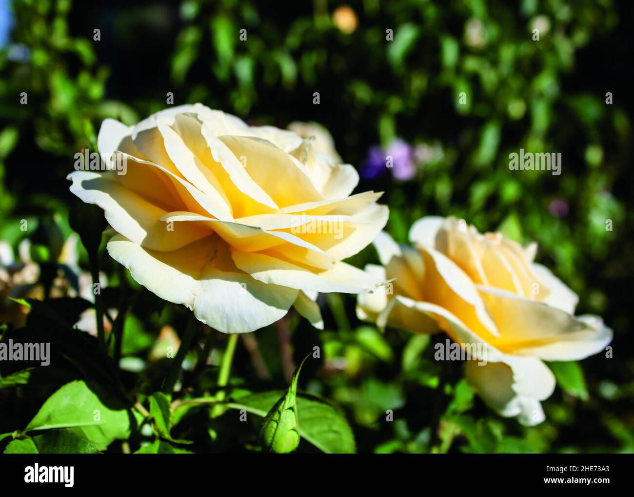 Two yellow plants hi-res stock photography and images - Alamy