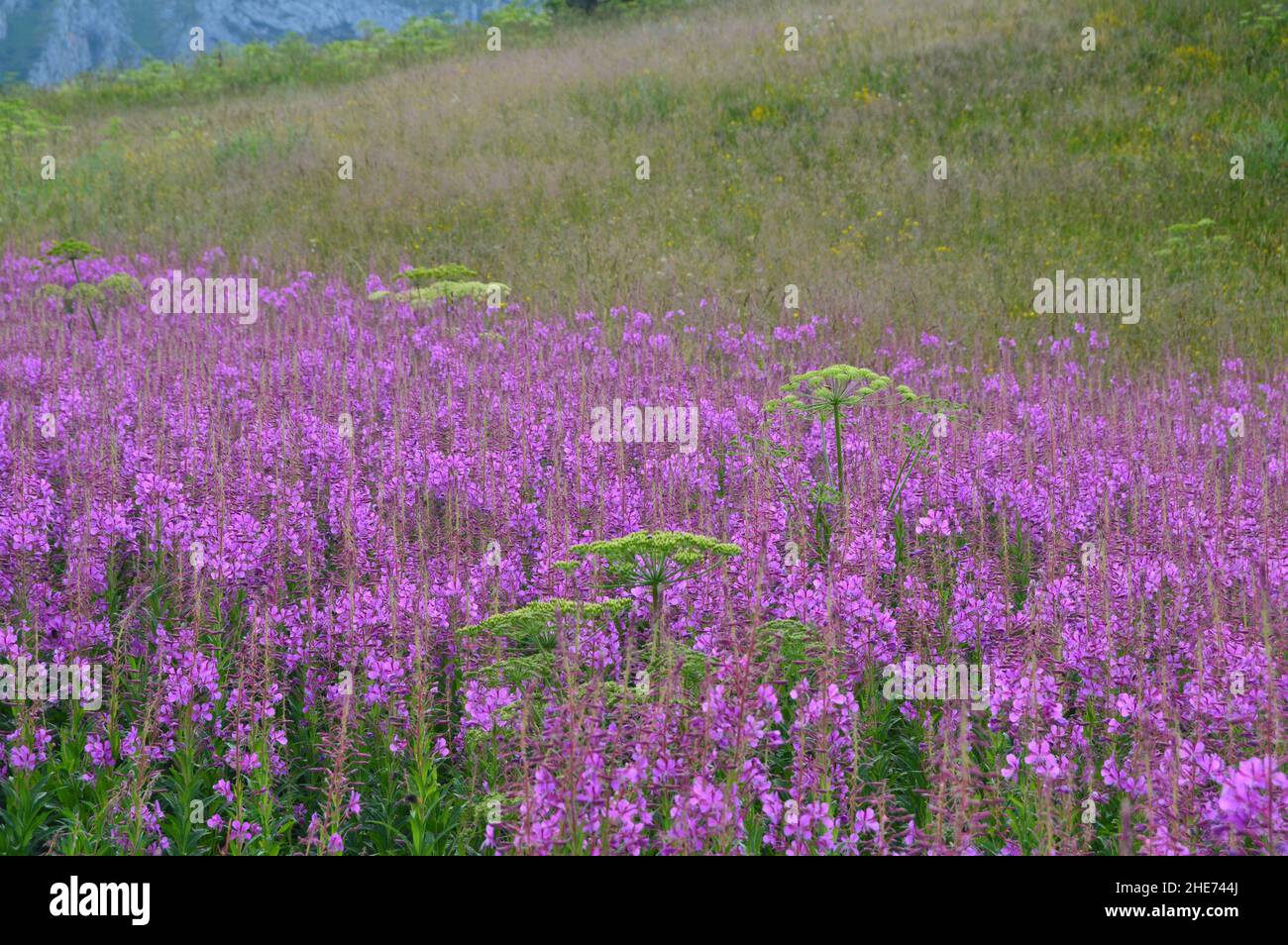 Hiking on Zelengora mountain, Ugljesin vrh, Bosnia Stock Photo - Alamy