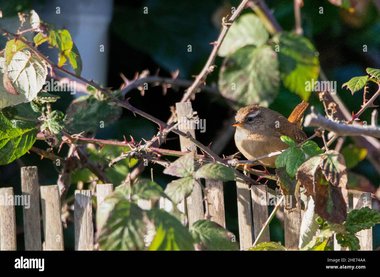 Claws bird close up hi-res stock photography and images - Alamy