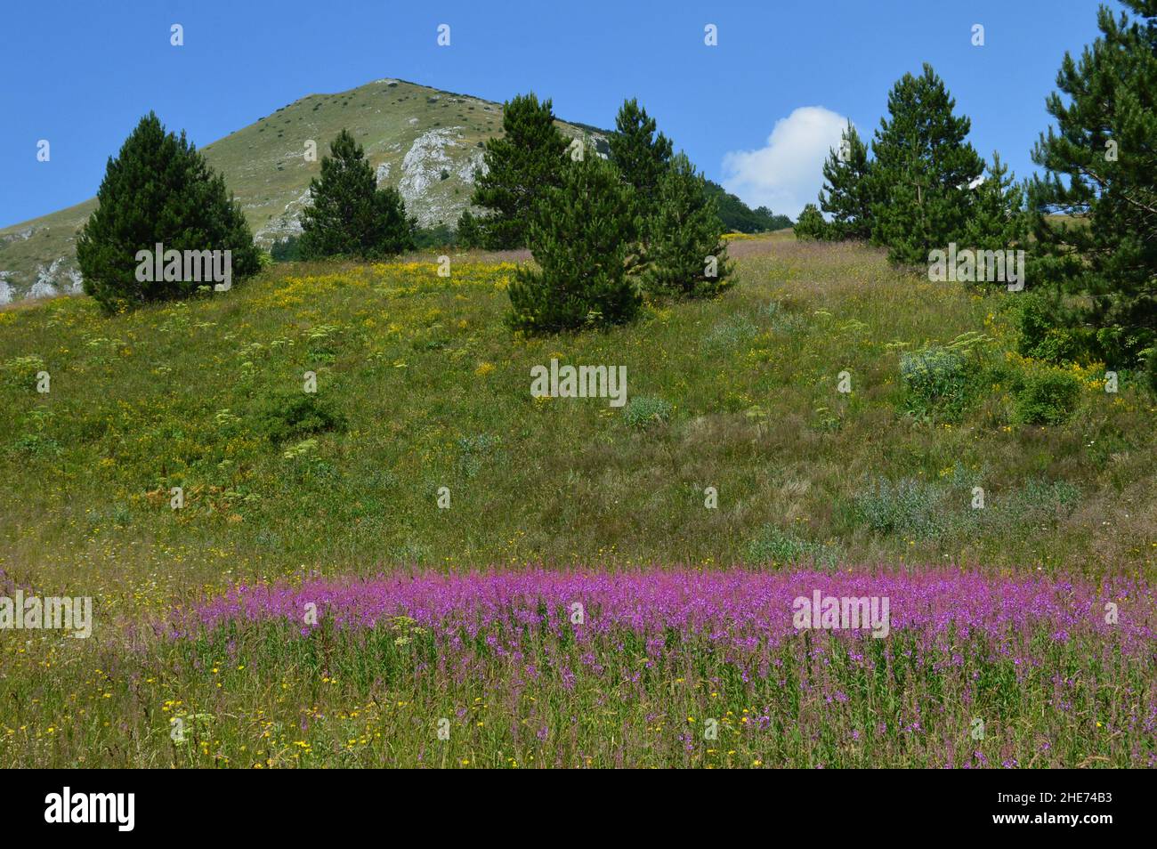 Hiking on Zelengora mountain, Ugljesin vrh, Bosnia Stock Photo - Alamy