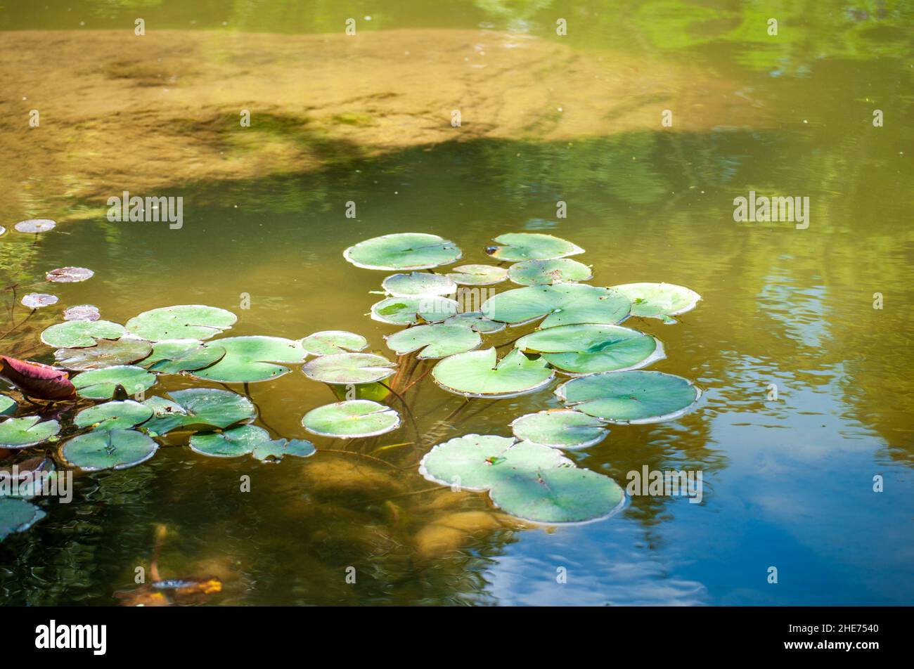 Lilly pods floating over large boulders in a pond Stock Photo - Alamy