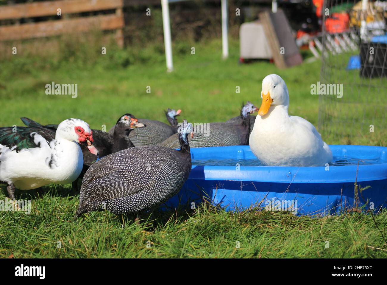 Ducks and Guinea fowl at swimming pool Stock Photo - Alamy