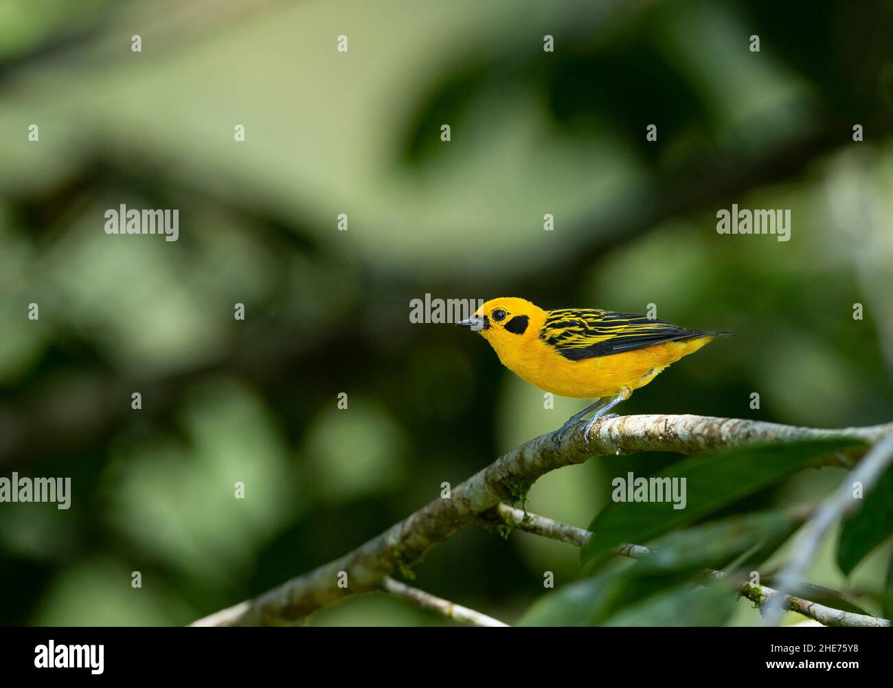 Golden Tanager (Tangara arthus Stock Photo - Alamy