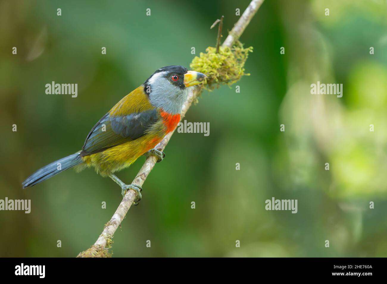 Toucan Barbet (Semnornis ramphastinus Stock Photo - Alamy