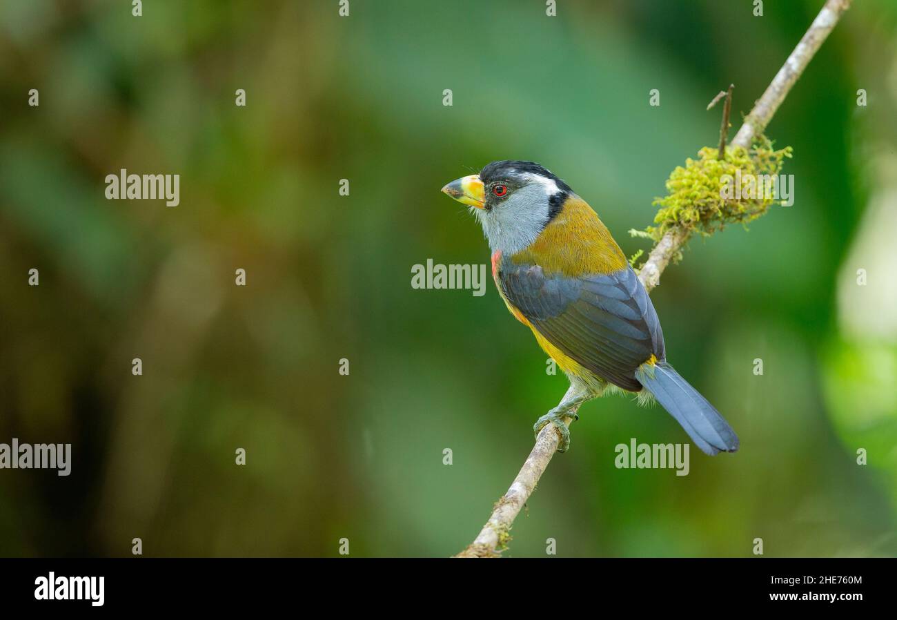 Toucan Barbet (Semnornis ramphastinus Stock Photo - Alamy