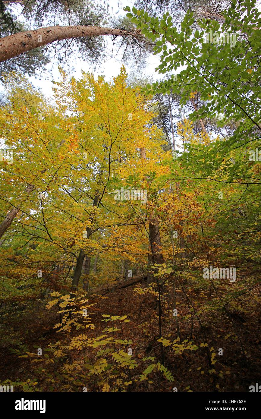 color in the woods Stock Photo - Alamy